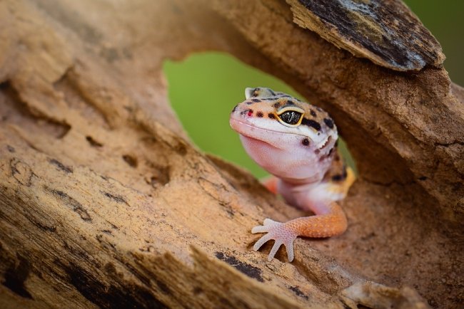 Reptile Supplies and Accessories – Petland Richmond, IN