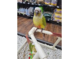 Available Pets - Petland Richmond, IN