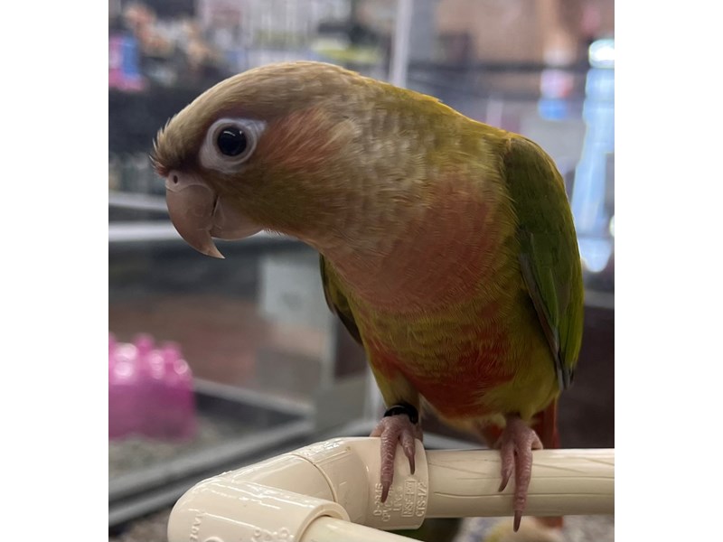 Pineapple Conure Bird
