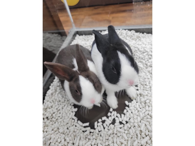 Petland Richmond, IN - Buy Premium Pets & Pet Supplies