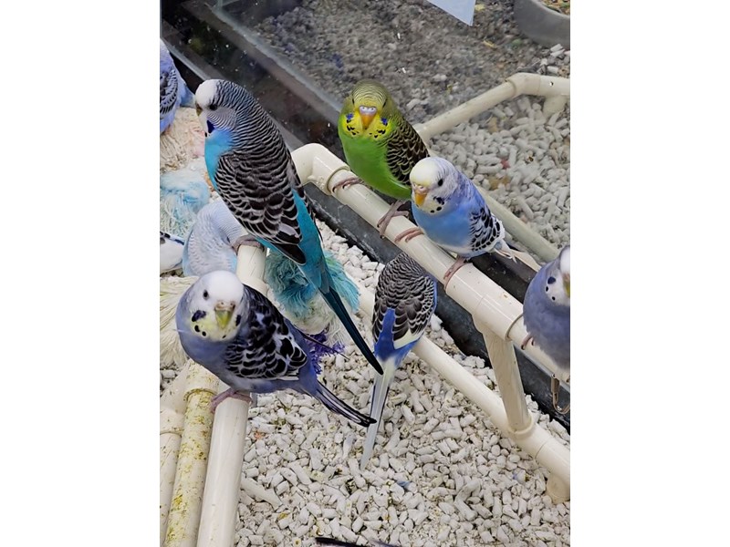 parakeet Bird ID: 41 Located at Petland Richmond, IN